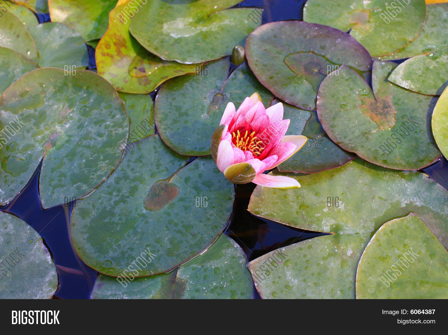 Lily Pads Image & Photo (Free Trial) | Bigstock