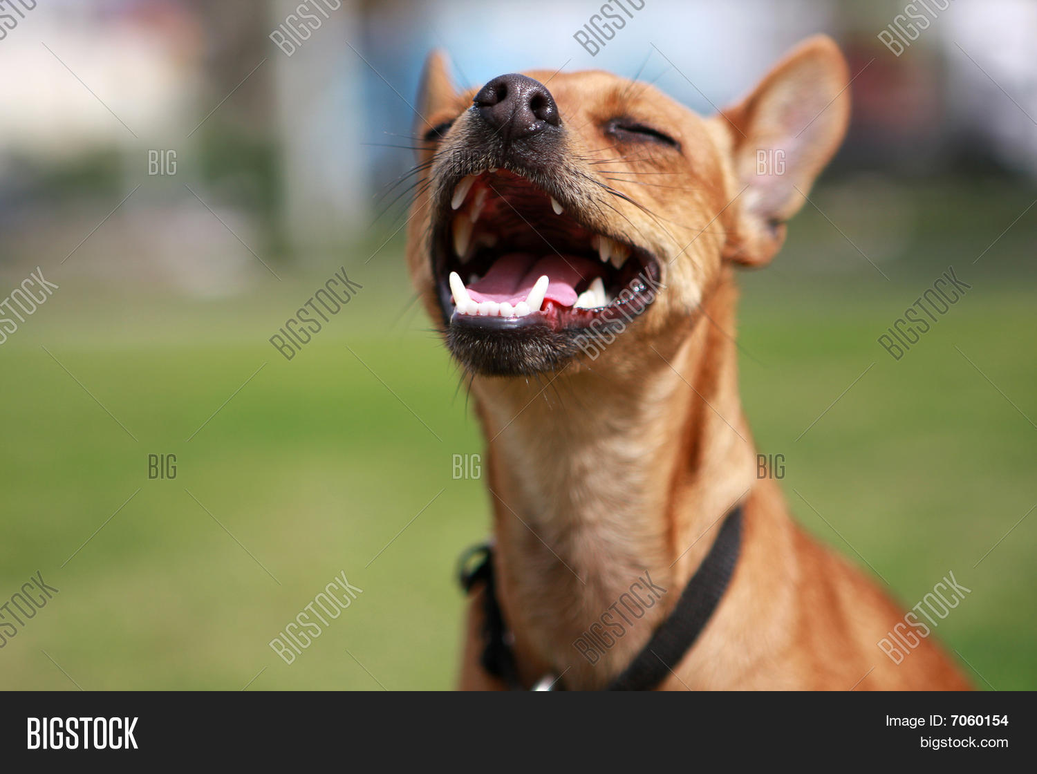 Dog Image & Photo (Free Trial) | Bigstock