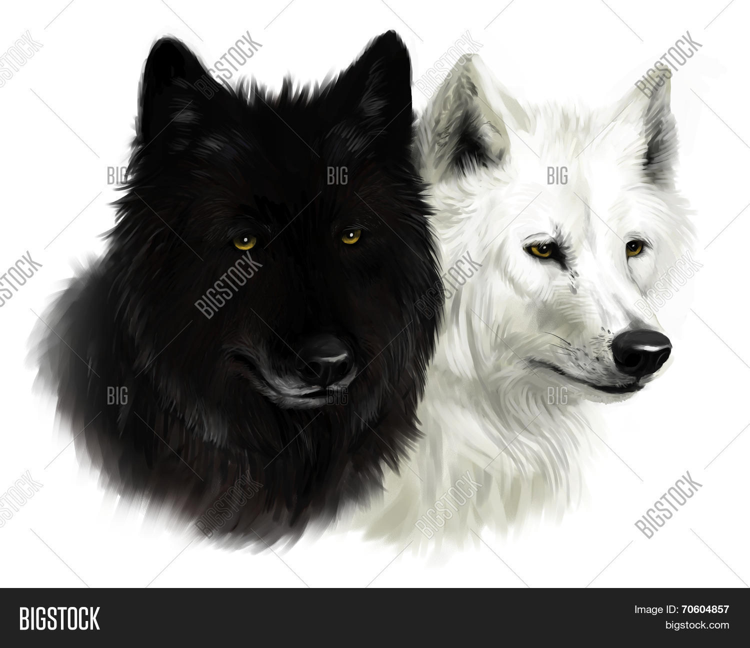 Two Wolves Image & Photo (Free Trial) | Bigstock