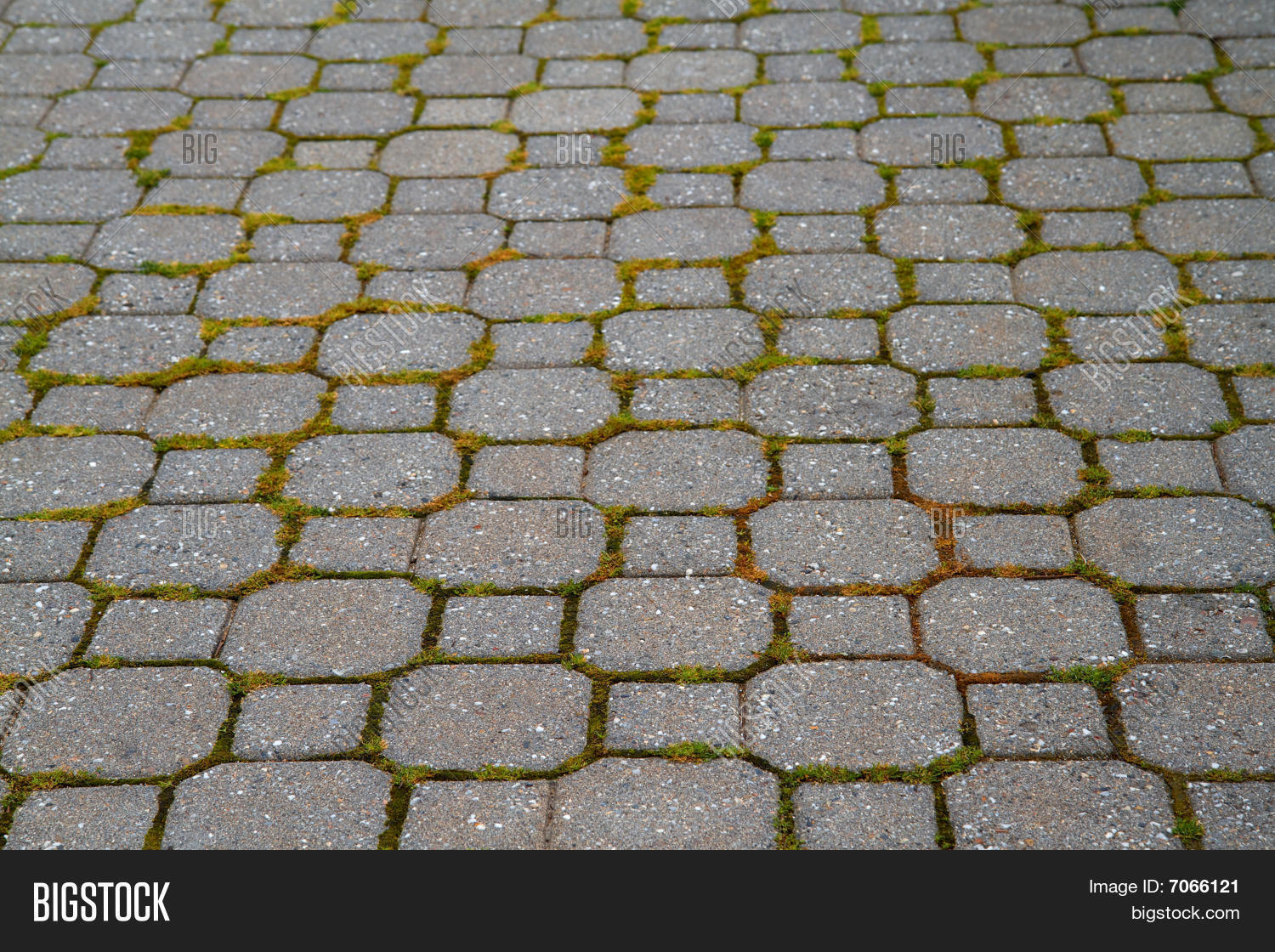 Pavers Moss Image & Photo (Free Trial) | Bigstock