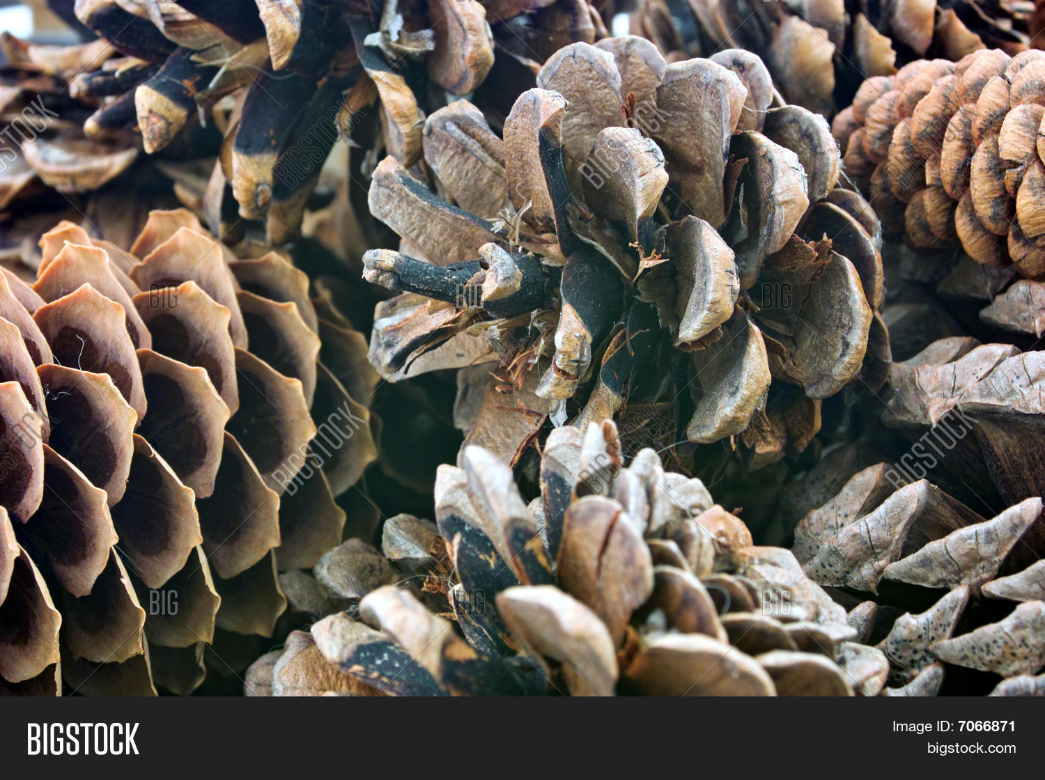 Pine Cone Background Image & Photo (Free Trial) | Bigstock