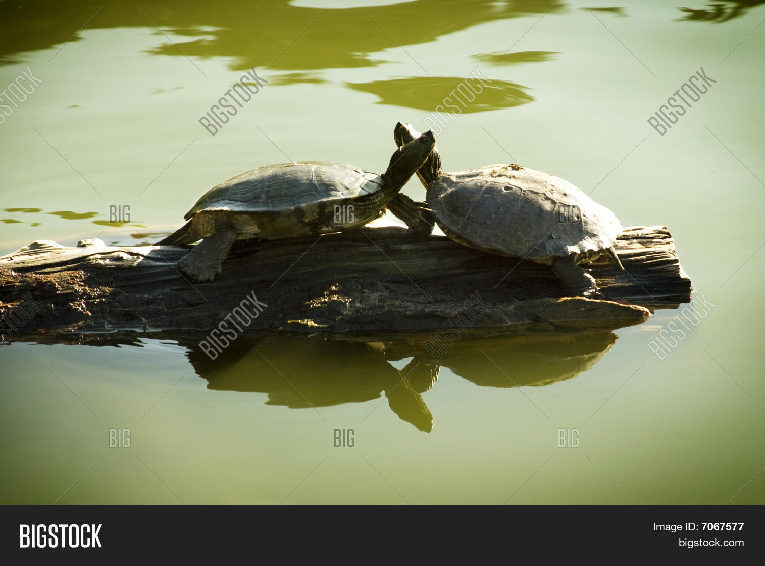 Two Turtles Love Image & Photo (Free Trial) | Bigstock