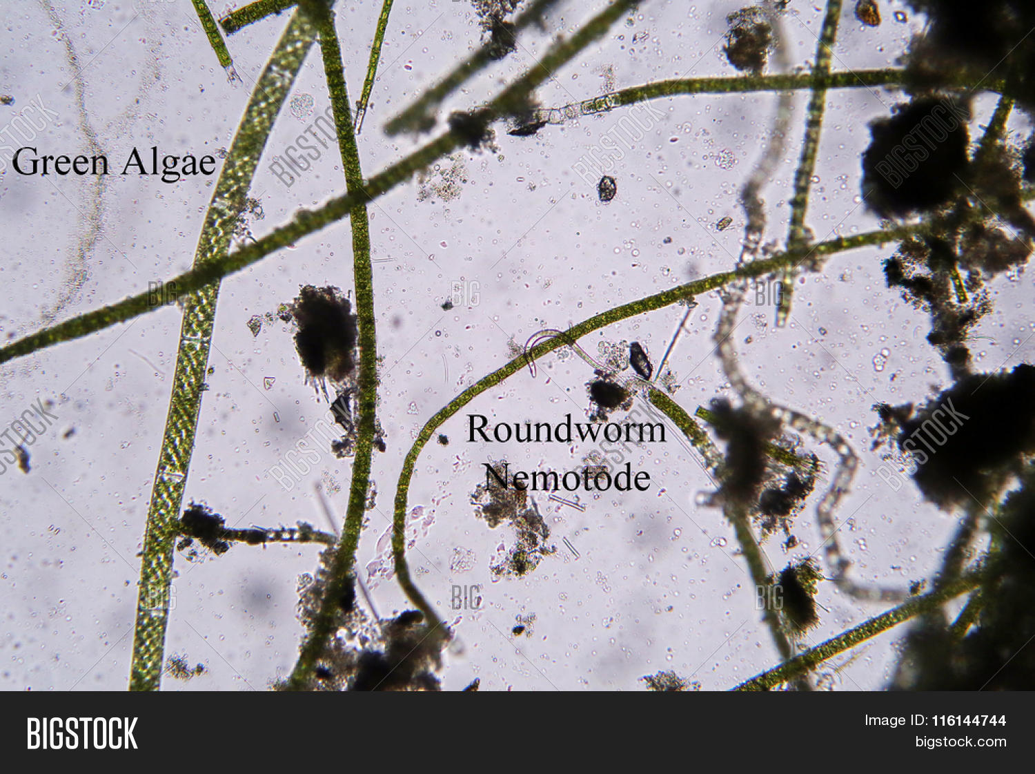 Microscopic Life Fresh Image & Photo (Free Trial) | Bigstock