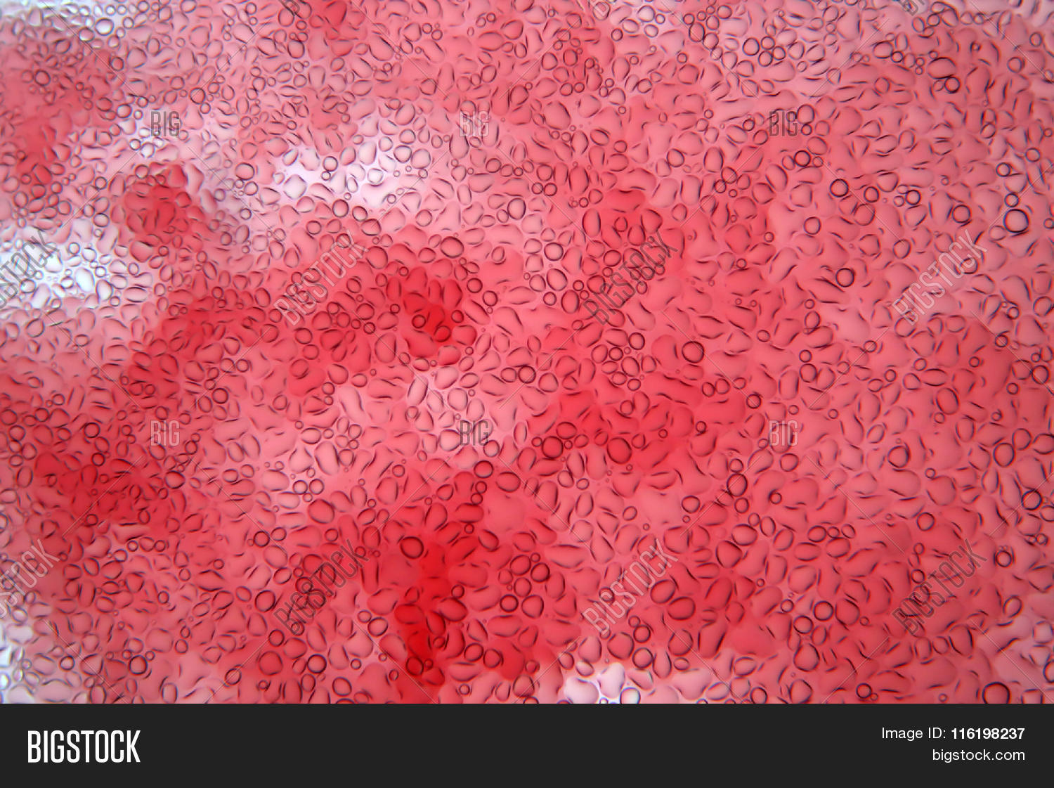 Microscopic View HUMAN Image & Photo (Free Trial) | Bigstock