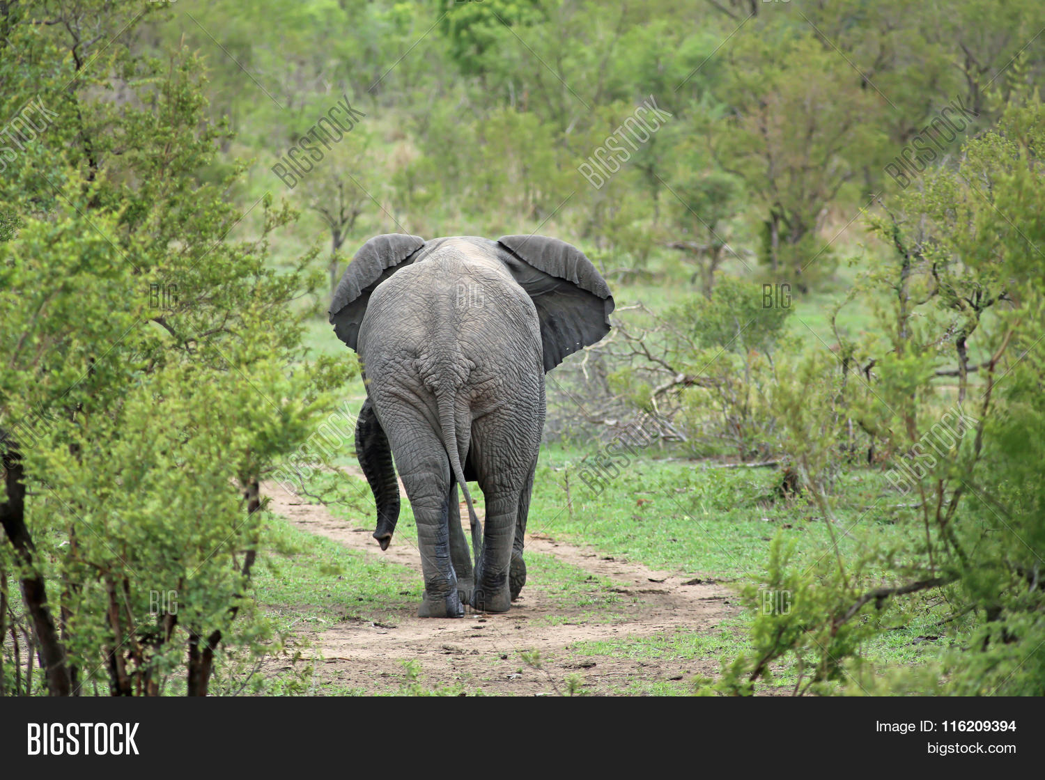 Backside Elephant Image & Photo (Free Trial) | Bigstock