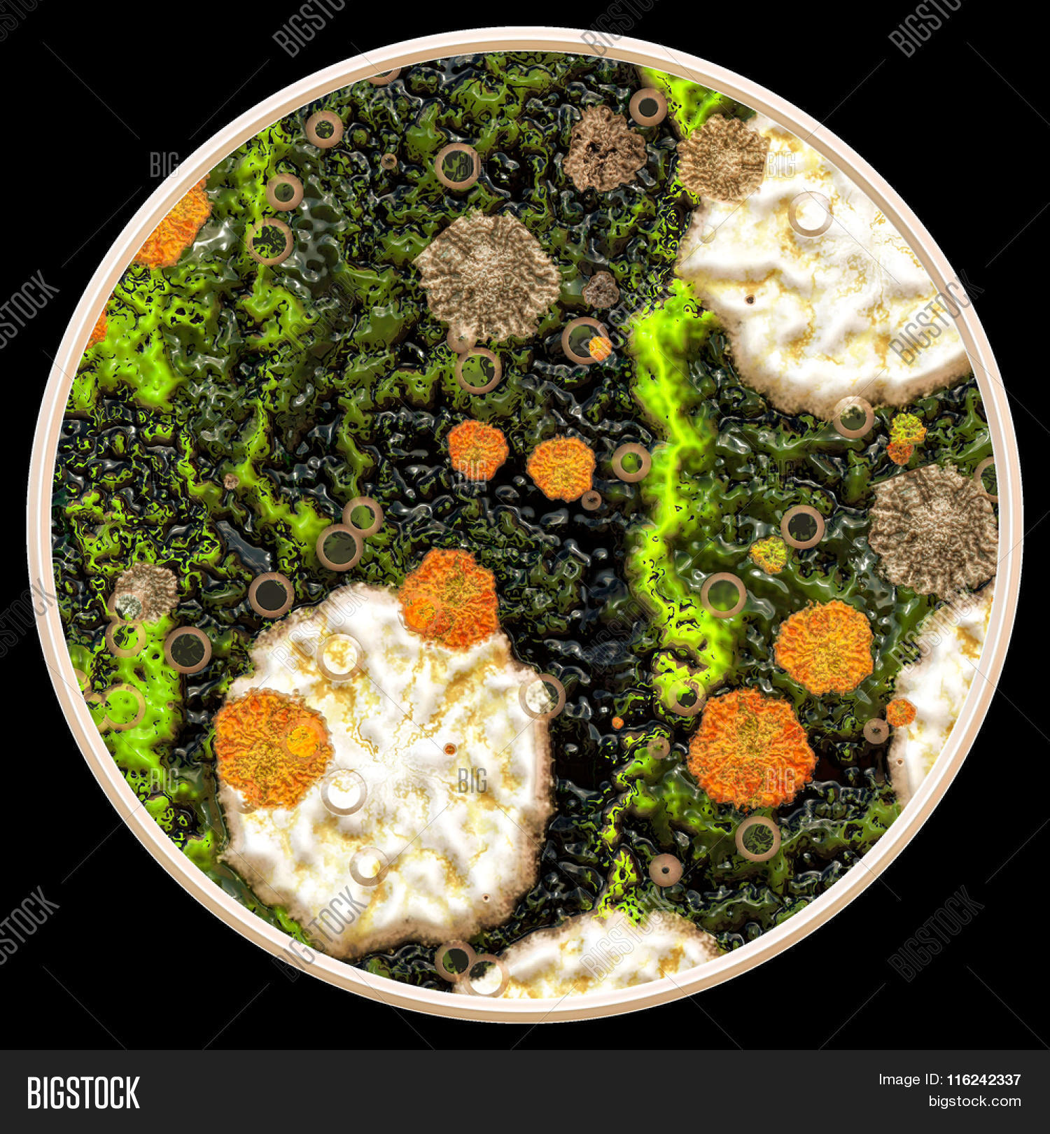 Lichen Fungi Under Image & Photo (Free Trial) | Bigstock