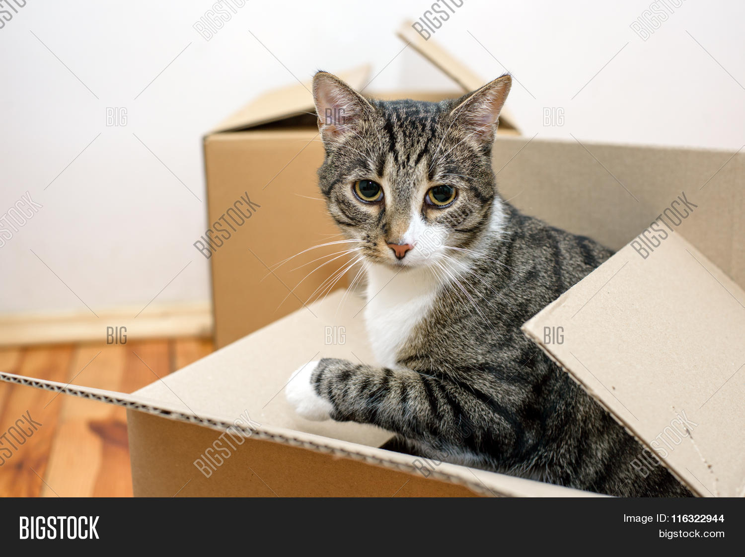 Moving Day - Cat Image & Photo (Free Trial) | Bigstock