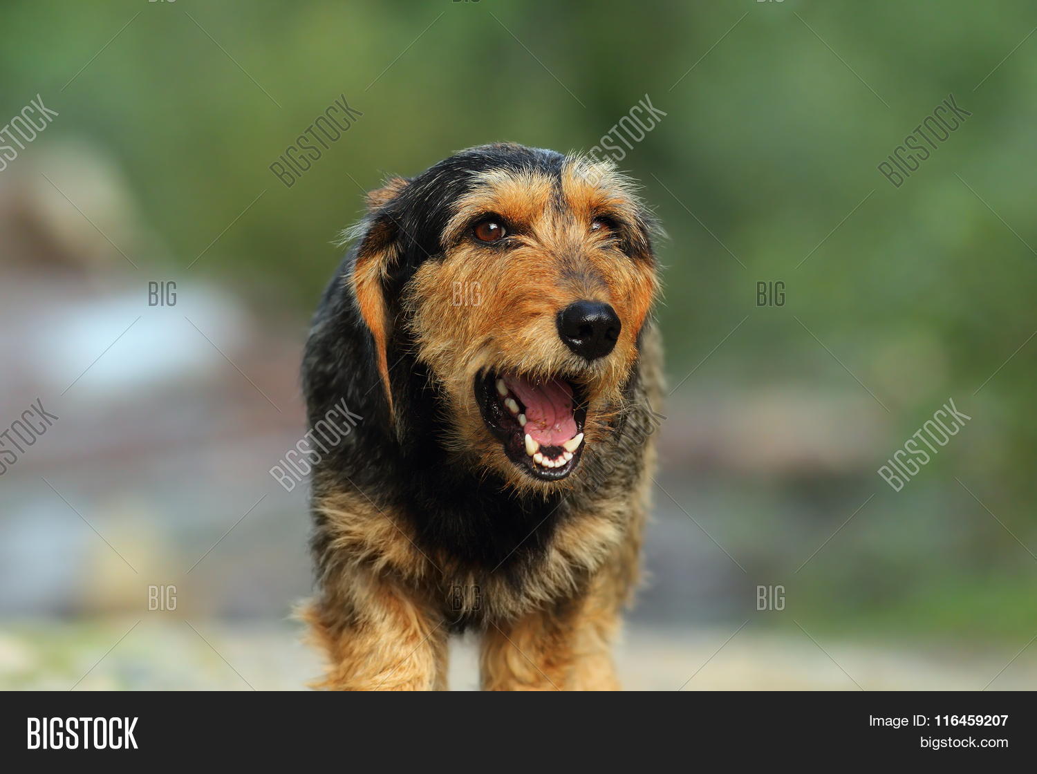Teckel Dog Portrait Image & Photo (Free Trial) | Bigstock