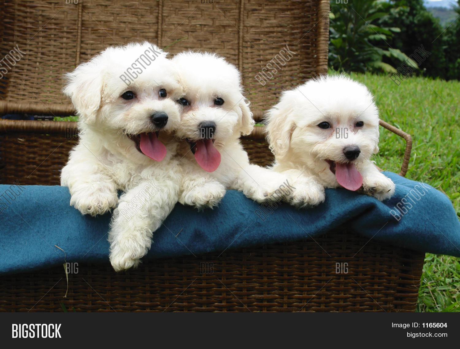 Bichon Cachorros Image & Photo (Free Trial) | Bigstock