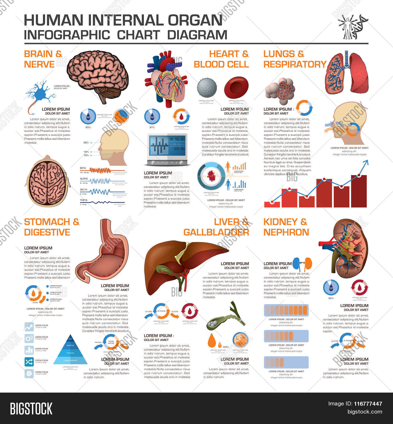 Human Internal Organ Vector & Photo (Free Trial) | Bigstock