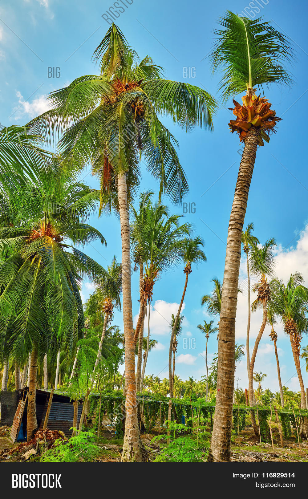 Coconut Tree Fruits- Image & Photo (Free Trial) | Bigstock