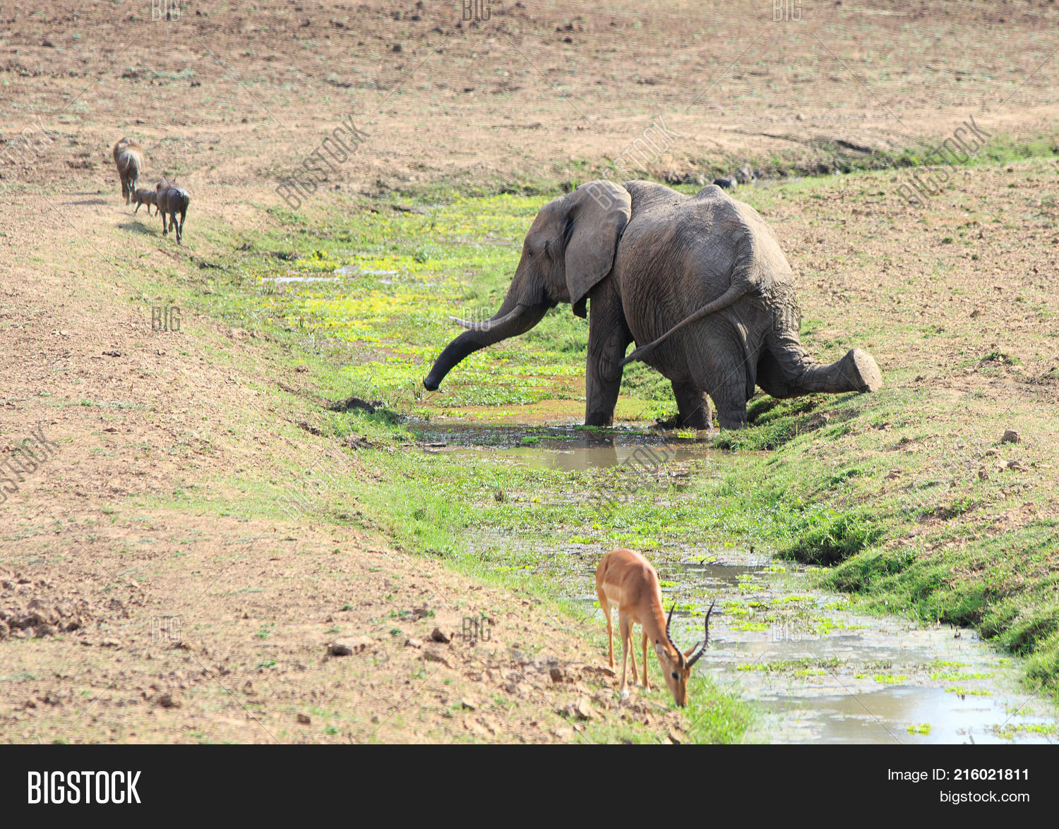 Elephant Kneeling Take Image & Photo (Free Trial) | Bigstock