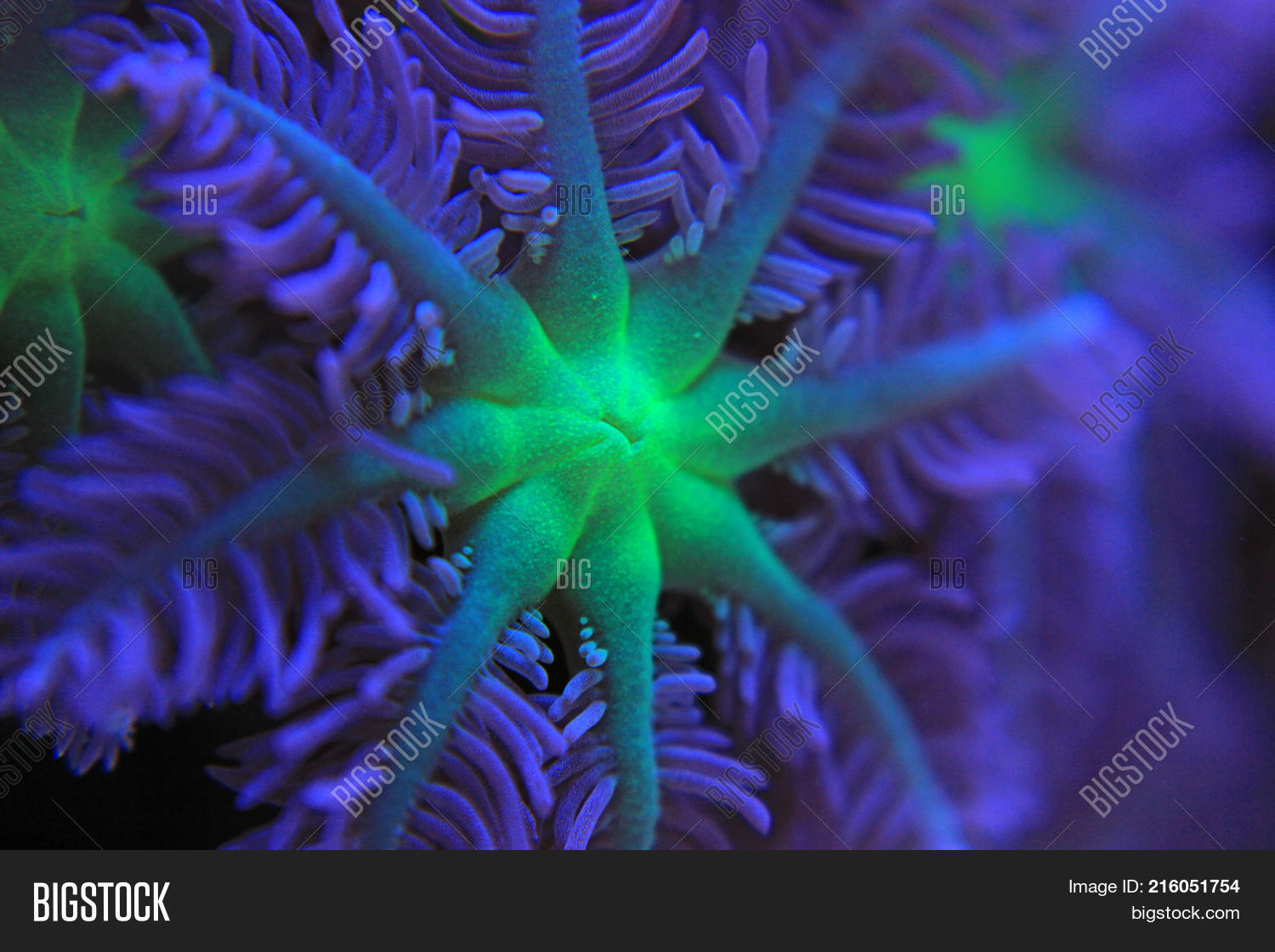 Clavularia Glove Image & Photo (Free Trial) | Bigstock