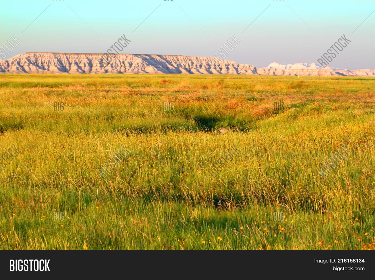 Vast Prairie Buffalo Image & Photo (Free Trial) | Bigstock