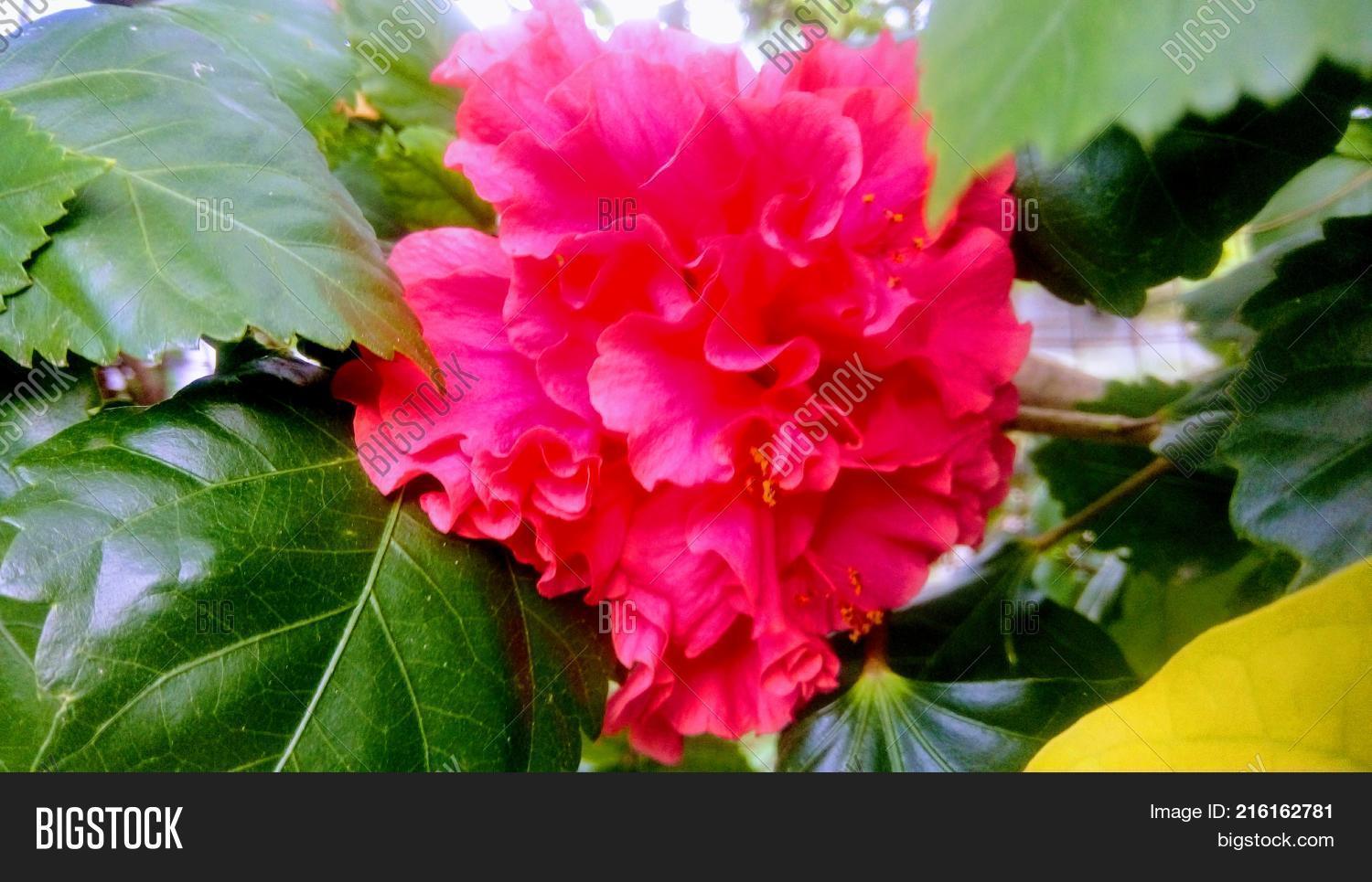 Awesome Roses Flowers Image & Photo (Free Trial) | Bigstock