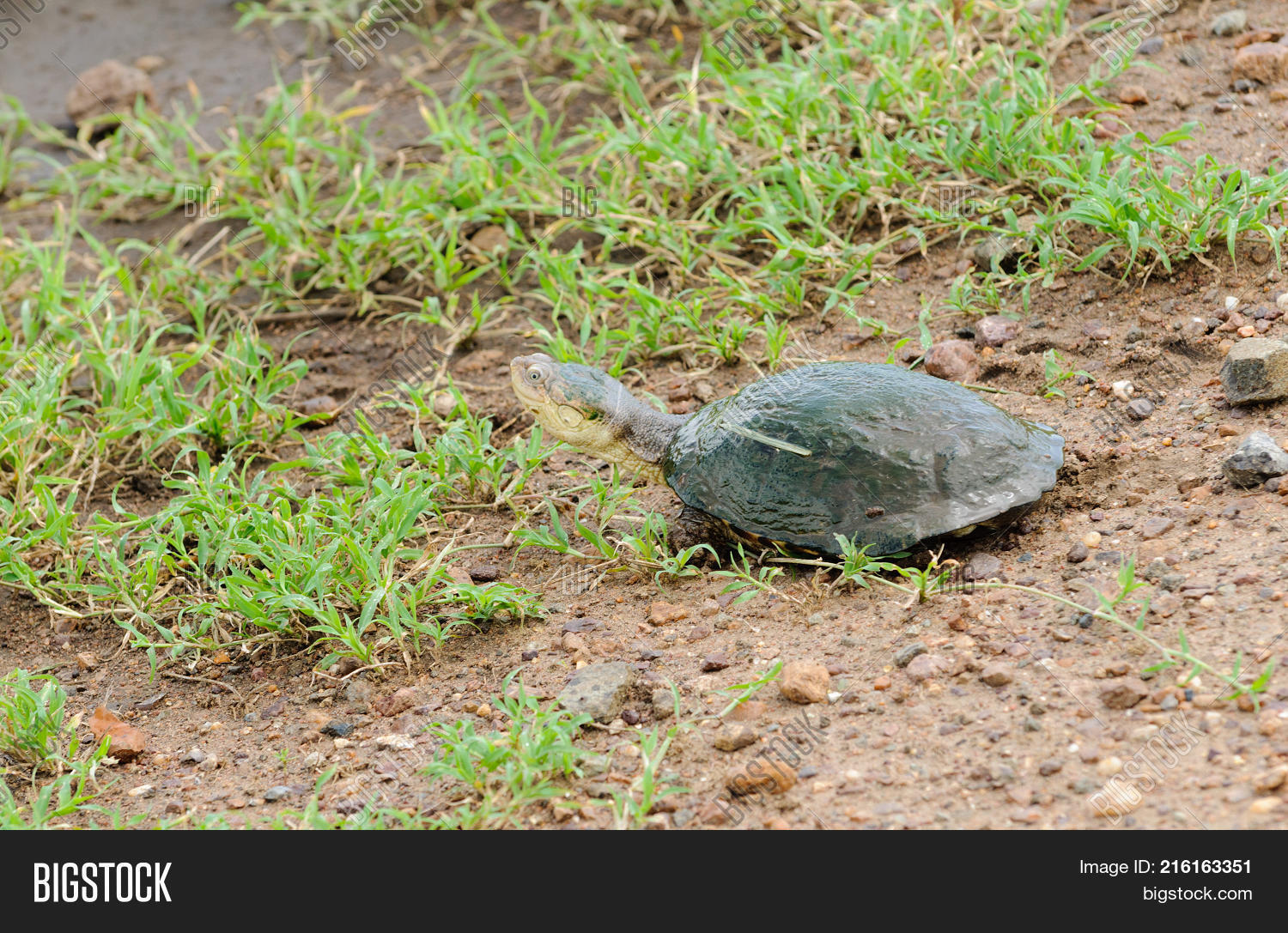 Closeup Terrapin ( Image & Photo (Free Trial) | Bigstock
