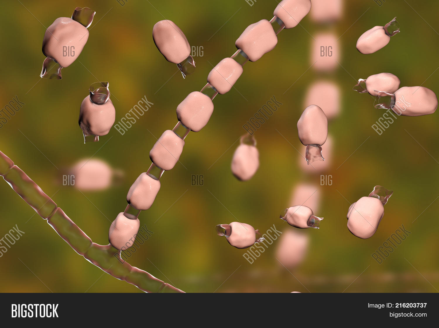 Fungi Coccidioides Image & Photo (Free Trial) | Bigstock