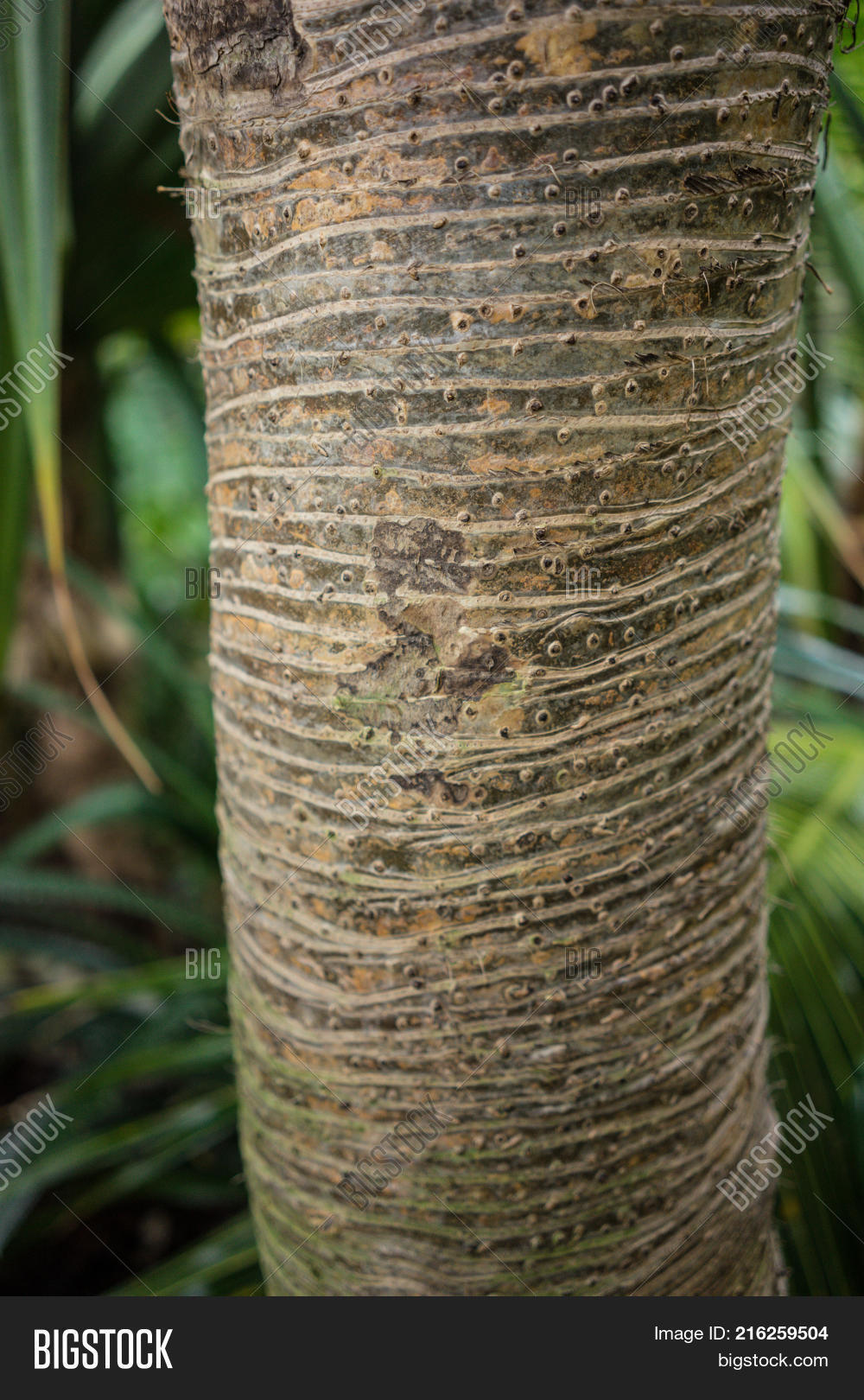 Tree Trunk Pandanus Image & Photo (Free Trial) | Bigstock