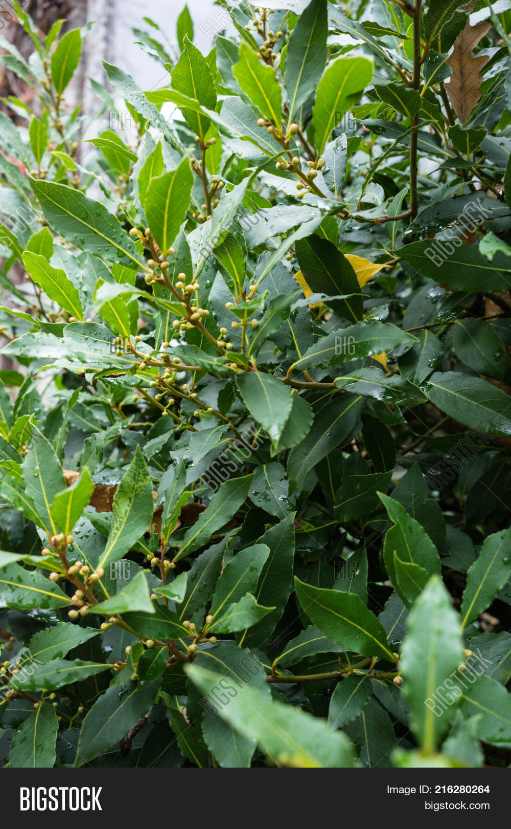 Leaves Laurus Nobilis Image & Photo (Free Trial) | Bigstock