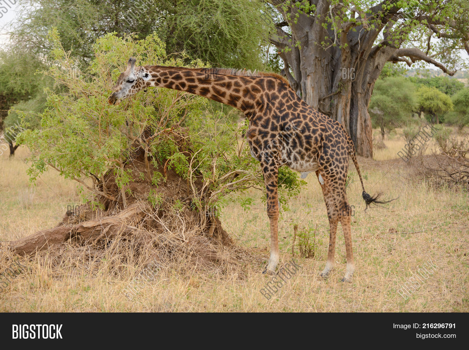 Masai Giraffe ( Image & Photo (Free Trial) | Bigstock