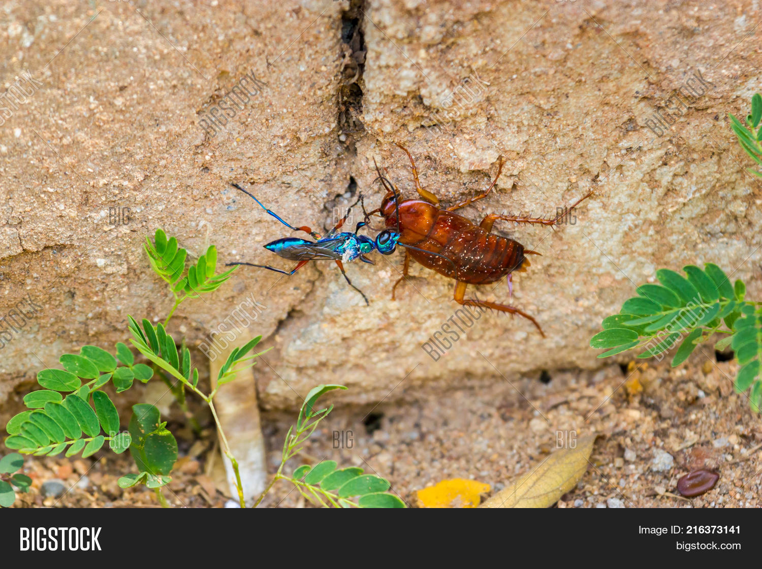 Emerald Cockroach Wasp Image & Photo (Free Trial) | Bigstock