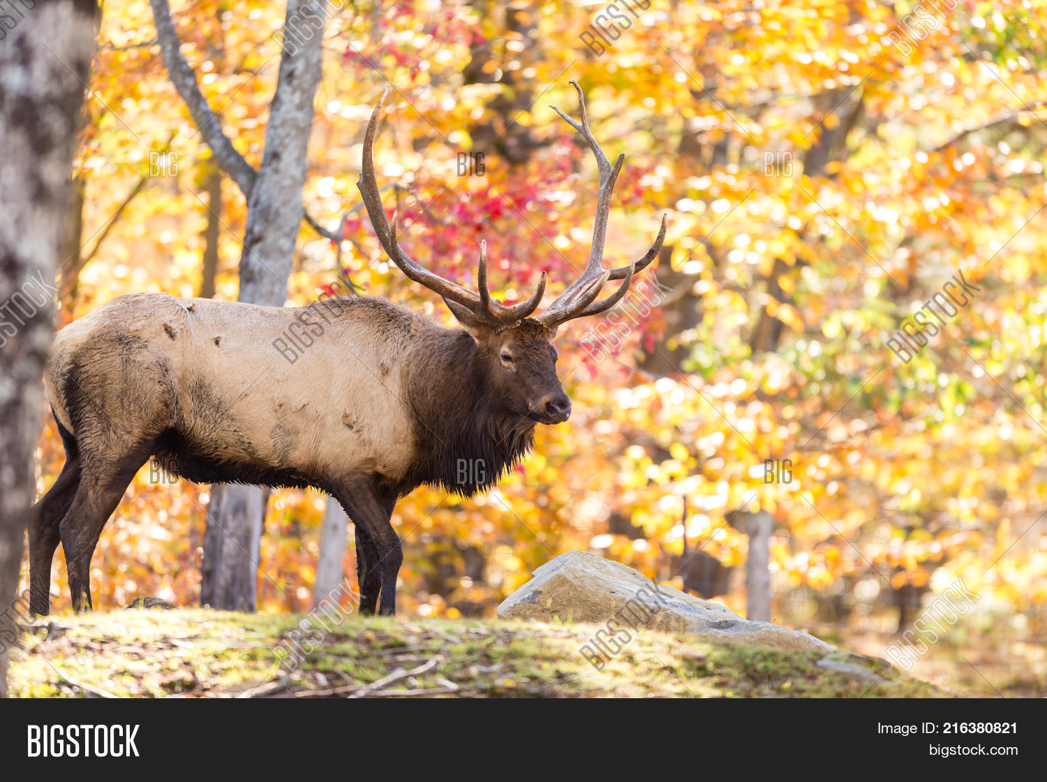 American Canadian Elk Image & Photo (Free Trial) | Bigstock