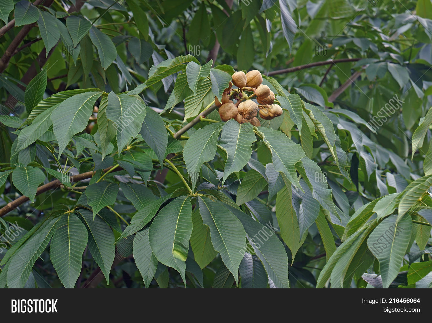 Yellow Buckeye ( Image & Photo (Free Trial) | Bigstock
