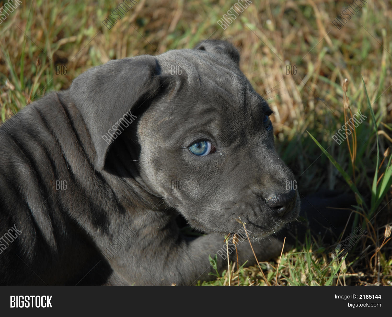 Very Young Puppy Cane Image & Photo (Free Trial) | Bigstock