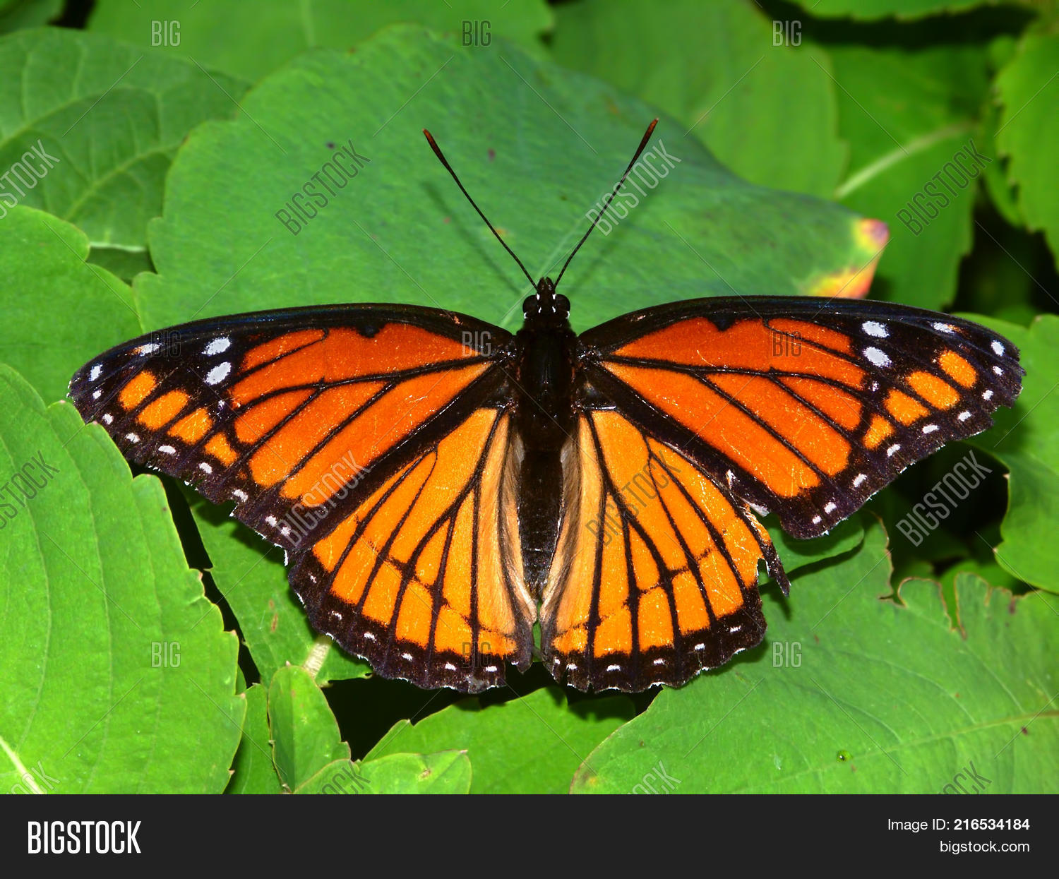 Viceroy Butterfly ( Image & Photo (Free Trial) | Bigstock