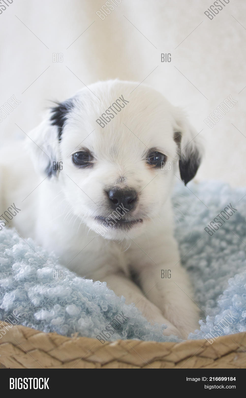 Little Puppy Posing Image & Photo (Free Trial) | Bigstock