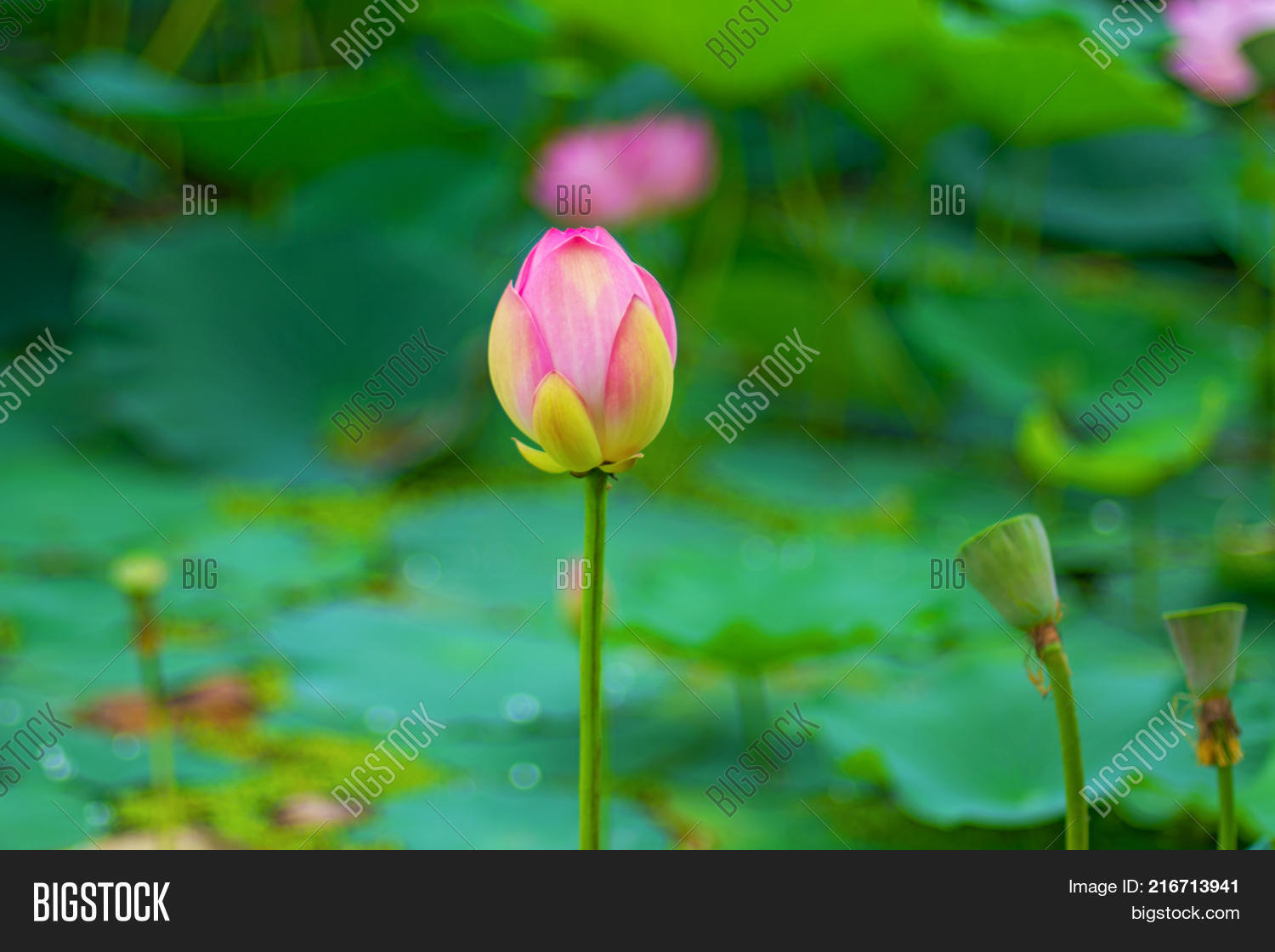 Large Lotus Flowers. Image & Photo (Free Trial) | Bigstock