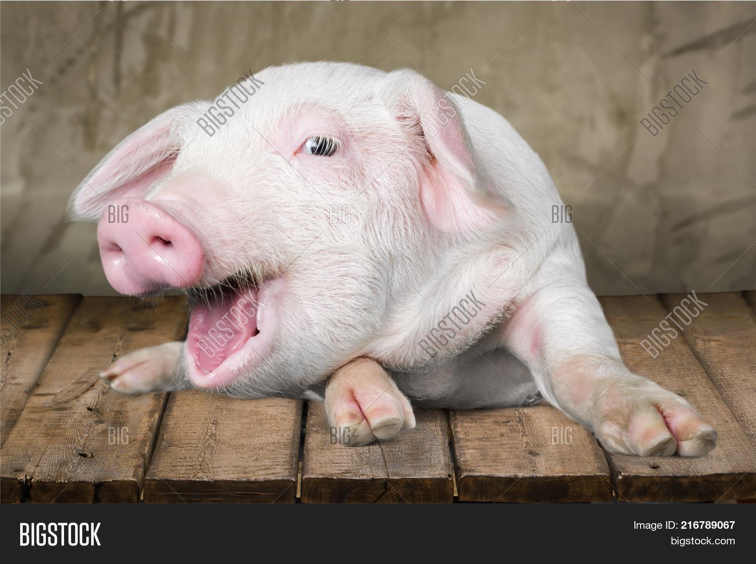 Lying Pig Domestic Image & Photo (Free Trial) | Bigstock
