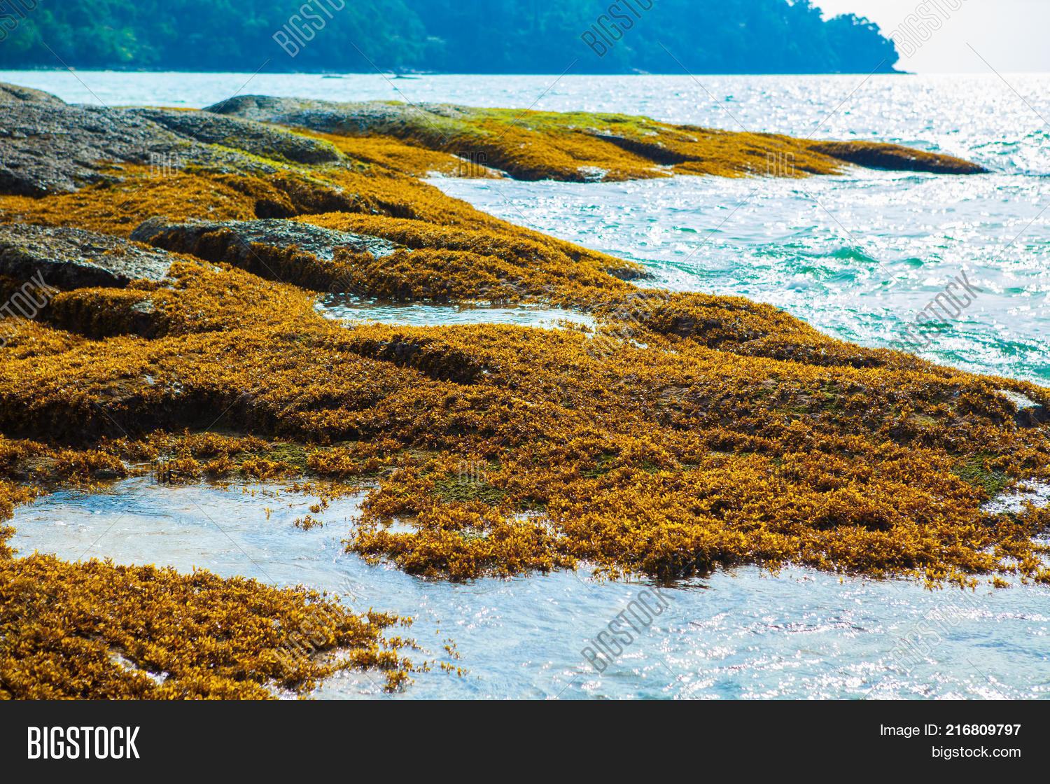 Seagrass On Rock, Image & Photo (Free Trial) | Bigstock