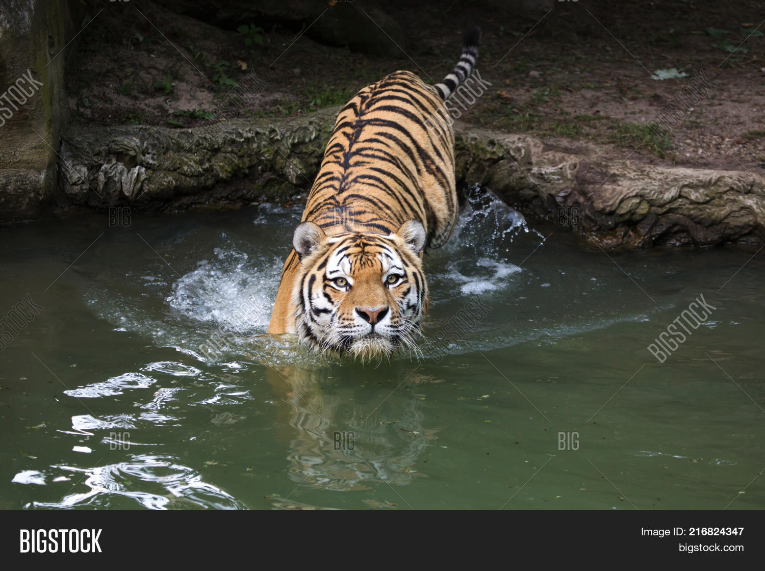 Siberian Tiger ( Image & Photo (Free Trial) | Bigstock