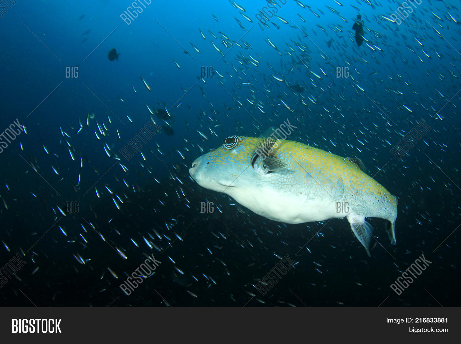 Blue-spotted Puffer Image & Photo (Free Trial) | Bigstock