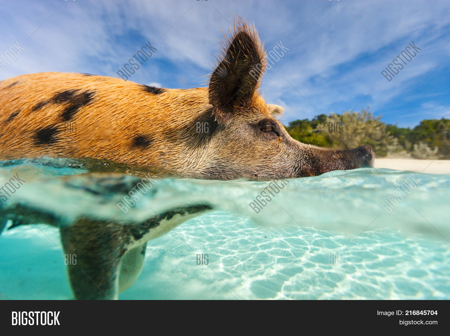 Swimming Pig Water Image & Photo (Free Trial) | Bigstock