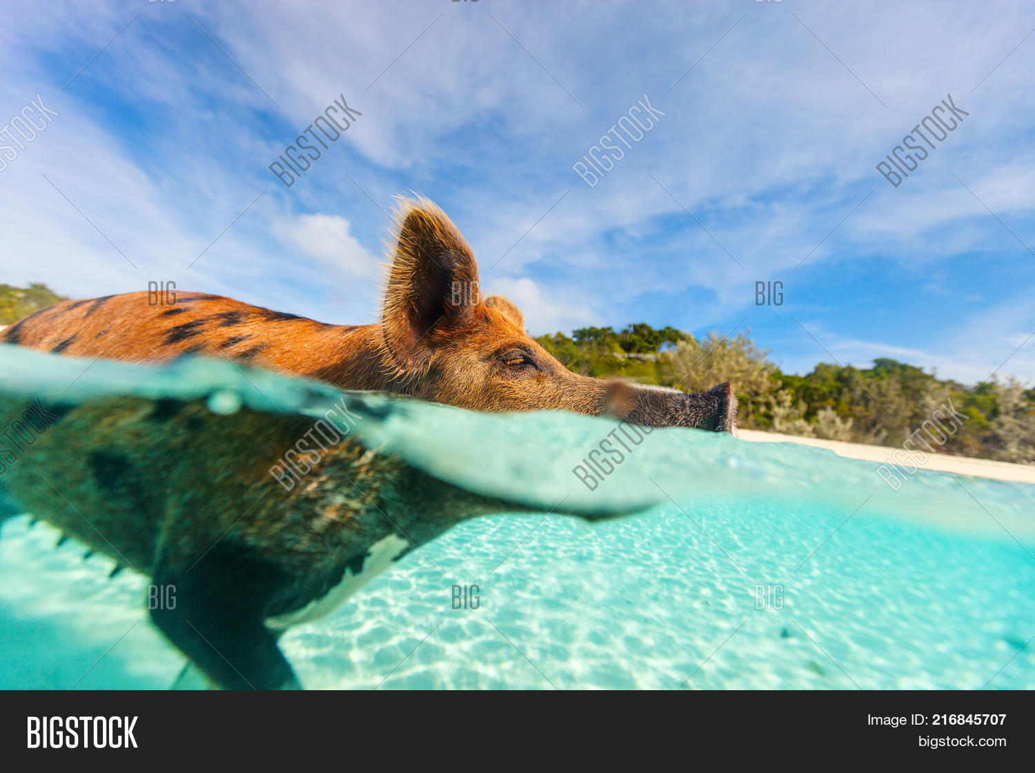 Swimming Pig Water Image & Photo (Free Trial) | Bigstock