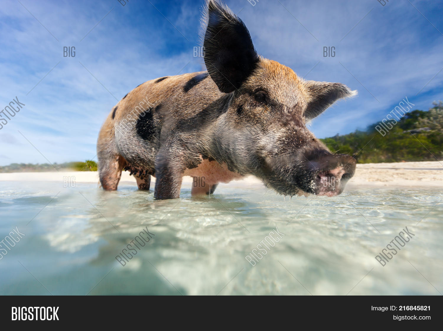 Swimming Pig Water Image & Photo (Free Trial) | Bigstock