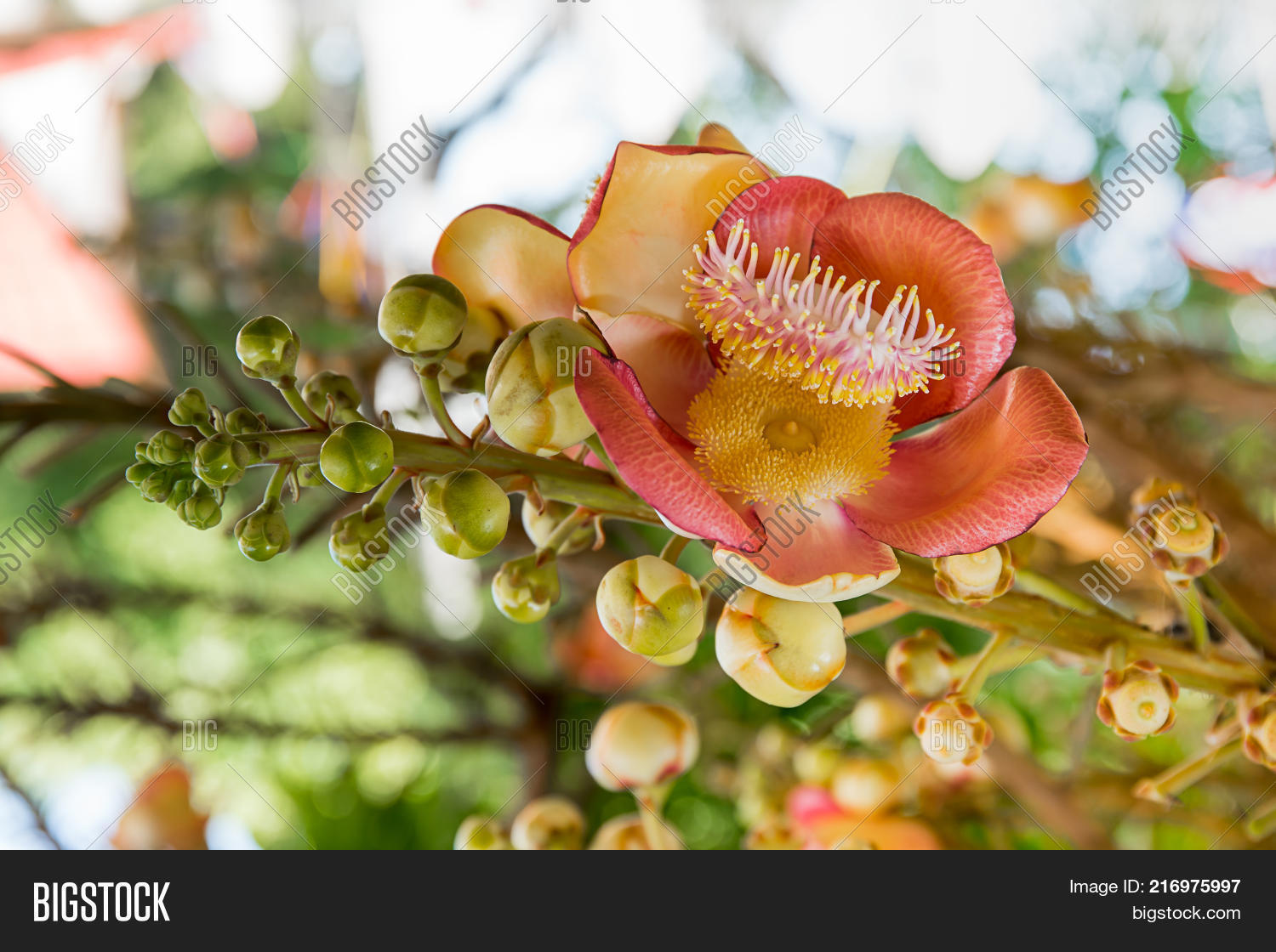 Cannonball Flower ( Image & Photo (Free Trial) | Bigstock