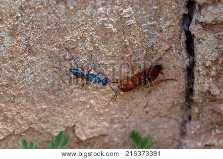 Emerald Cockroach Wasp Image & Photo (Free Trial) | Bigstock