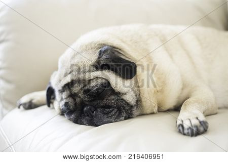 Pug Sleeping On Couch Image & Photo (Free Trial) | Bigstock