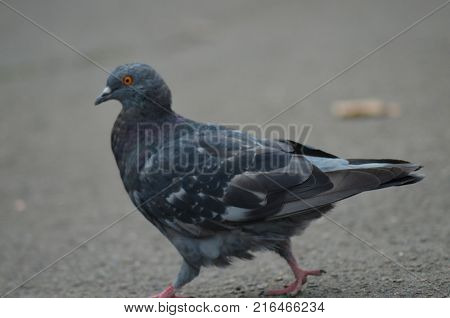 Dove. Wild Bird Image & Photo (Free Trial) | Bigstock