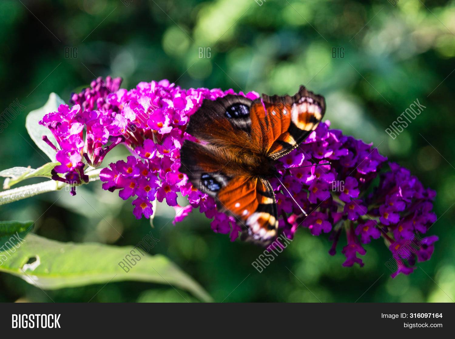 Blooming Buddleja Image & Photo (Free Trial) | Bigstock