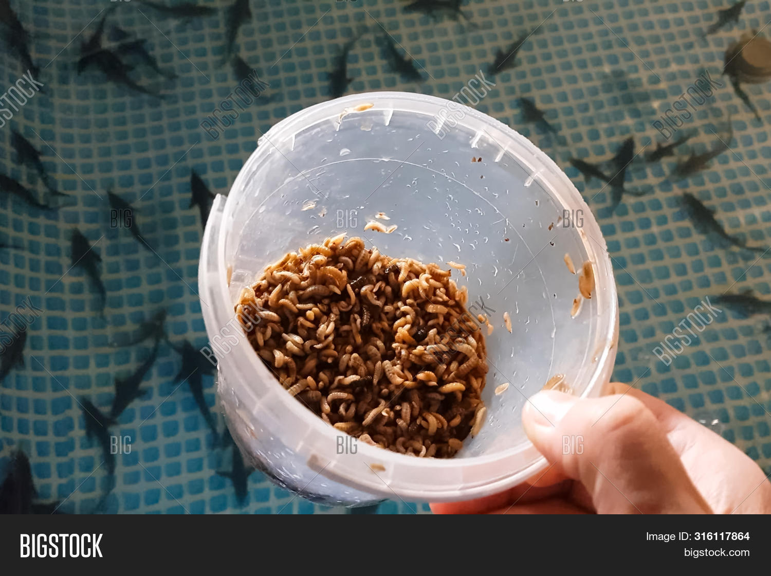 Worm Feeding Maggots Image & Photo (Free Trial) | Bigstock