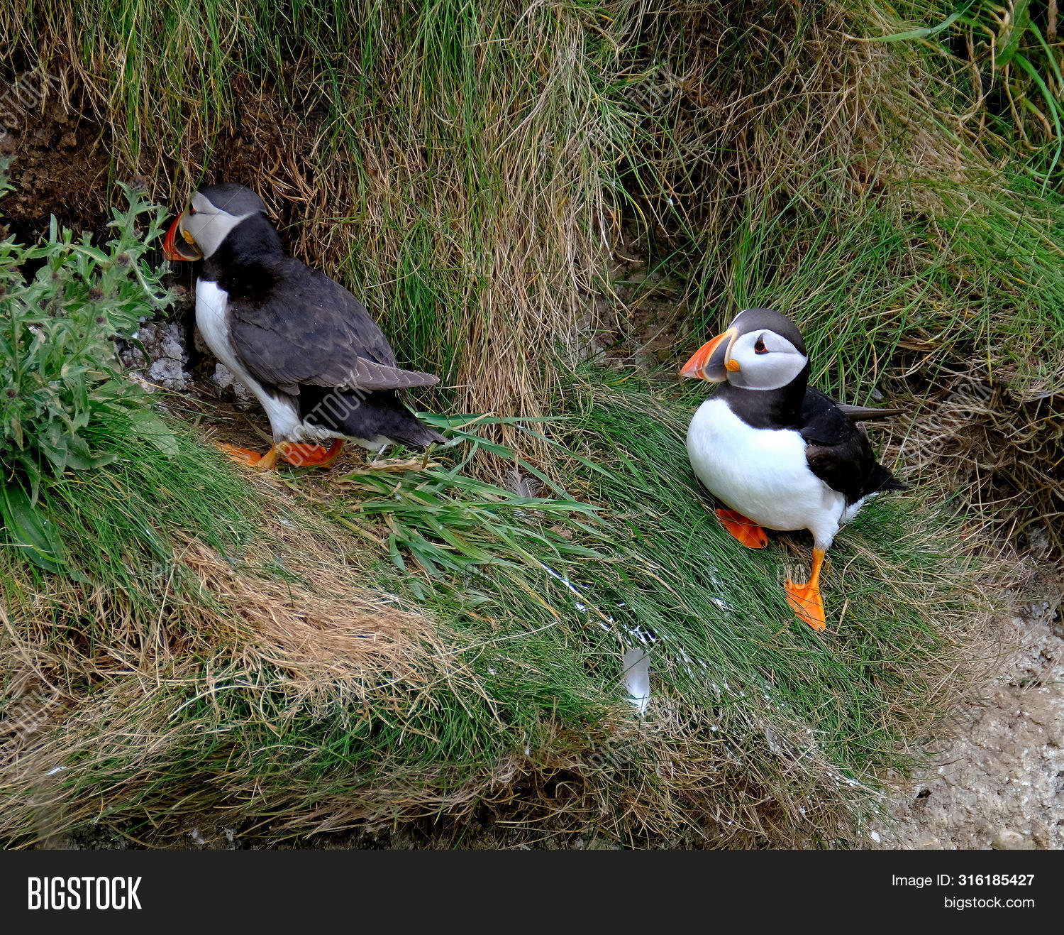 Puffin Nesting Site On Image & Photo (Free Trial) | Bigstock
