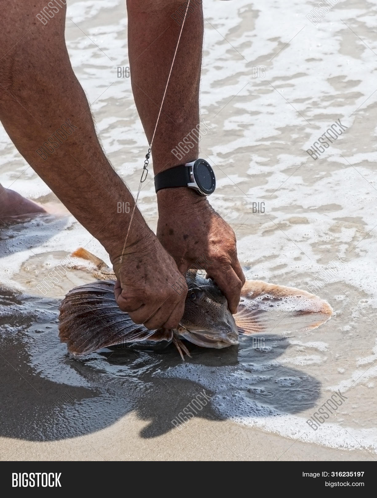 Sea Robin That Has Image & Photo (Free Trial) | Bigstock
