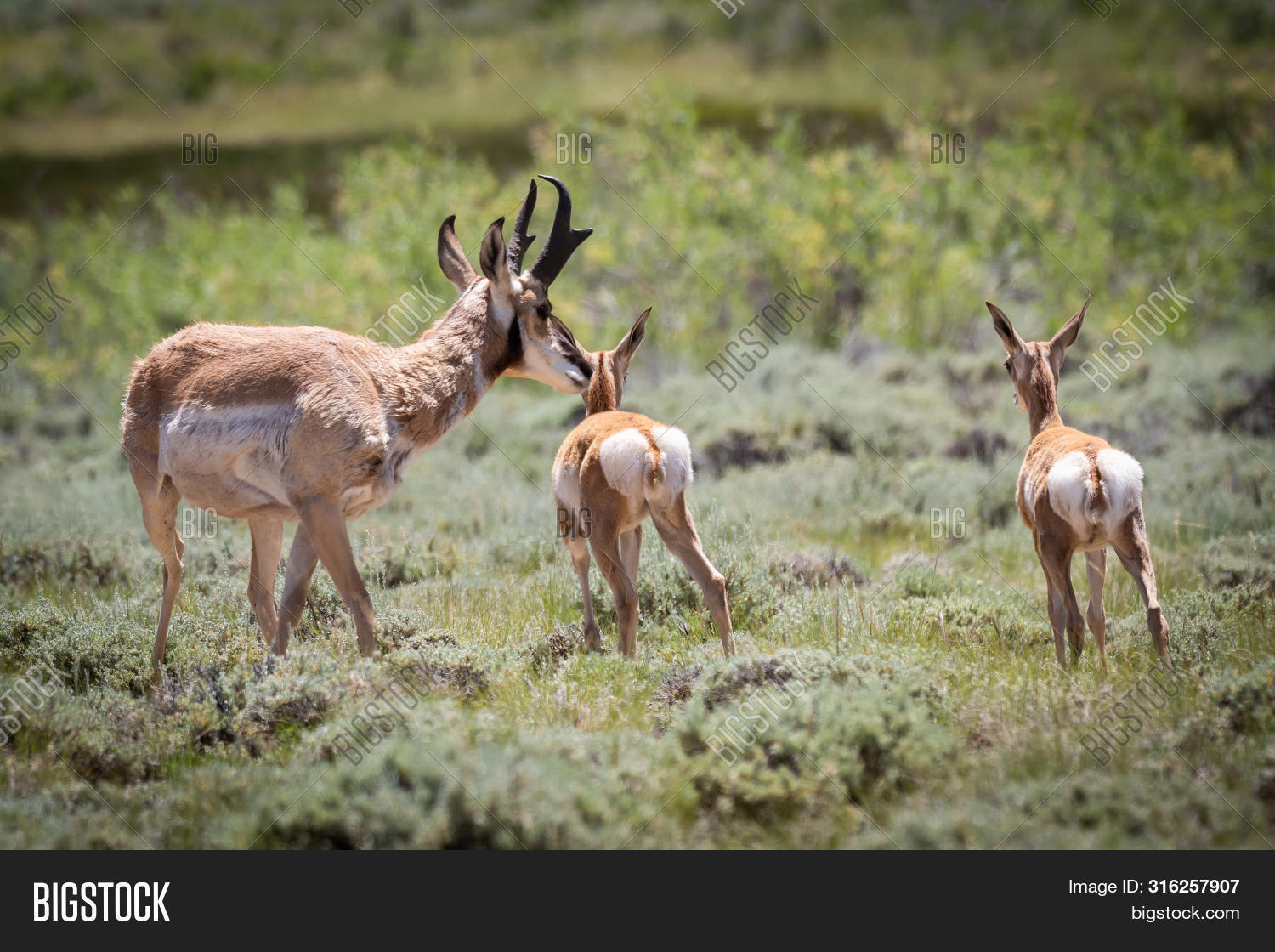 Mother Pronghorn Image & Photo (Free Trial) | Bigstock
