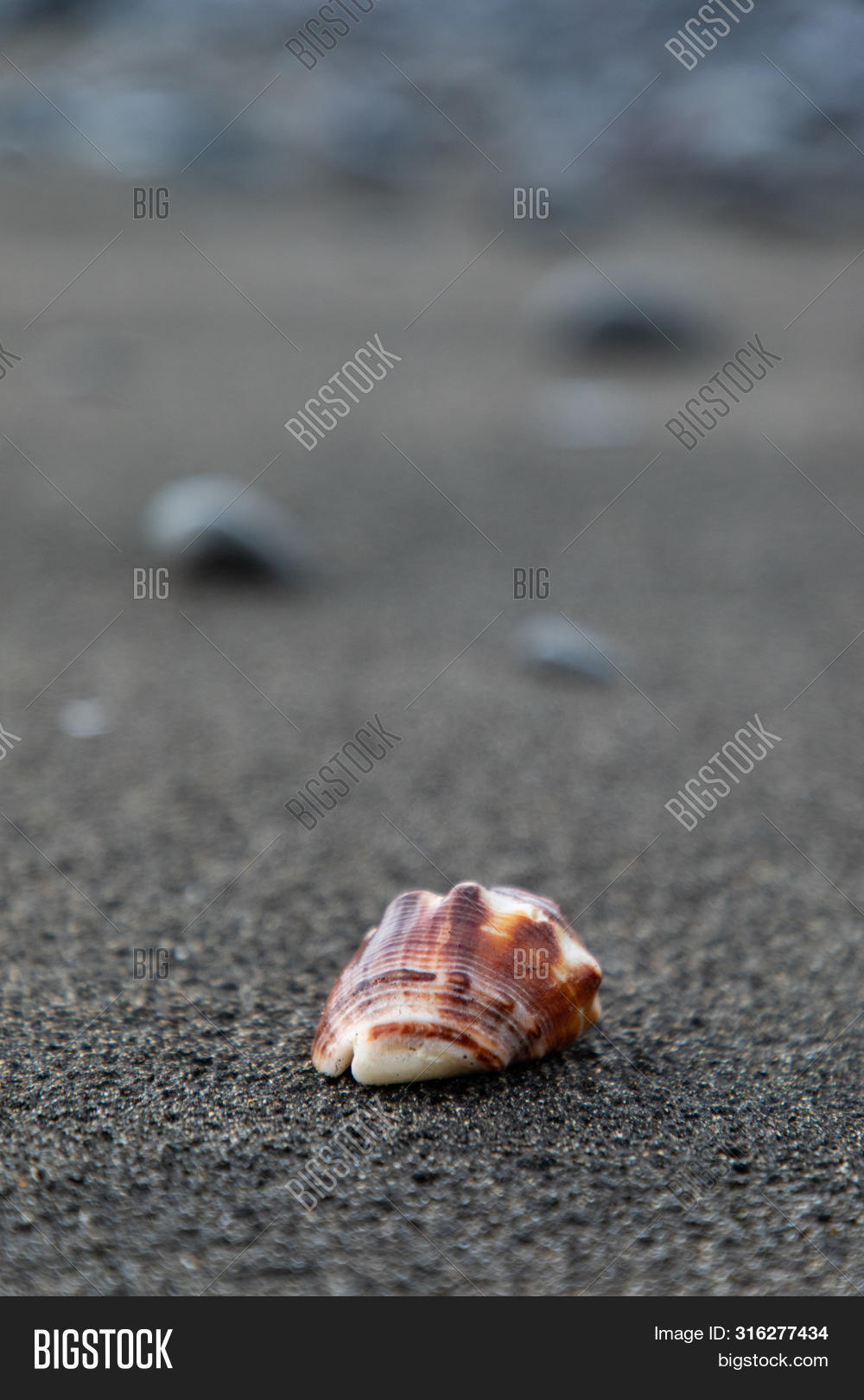 Close Red Shell Image & Photo (Free Trial) | Bigstock