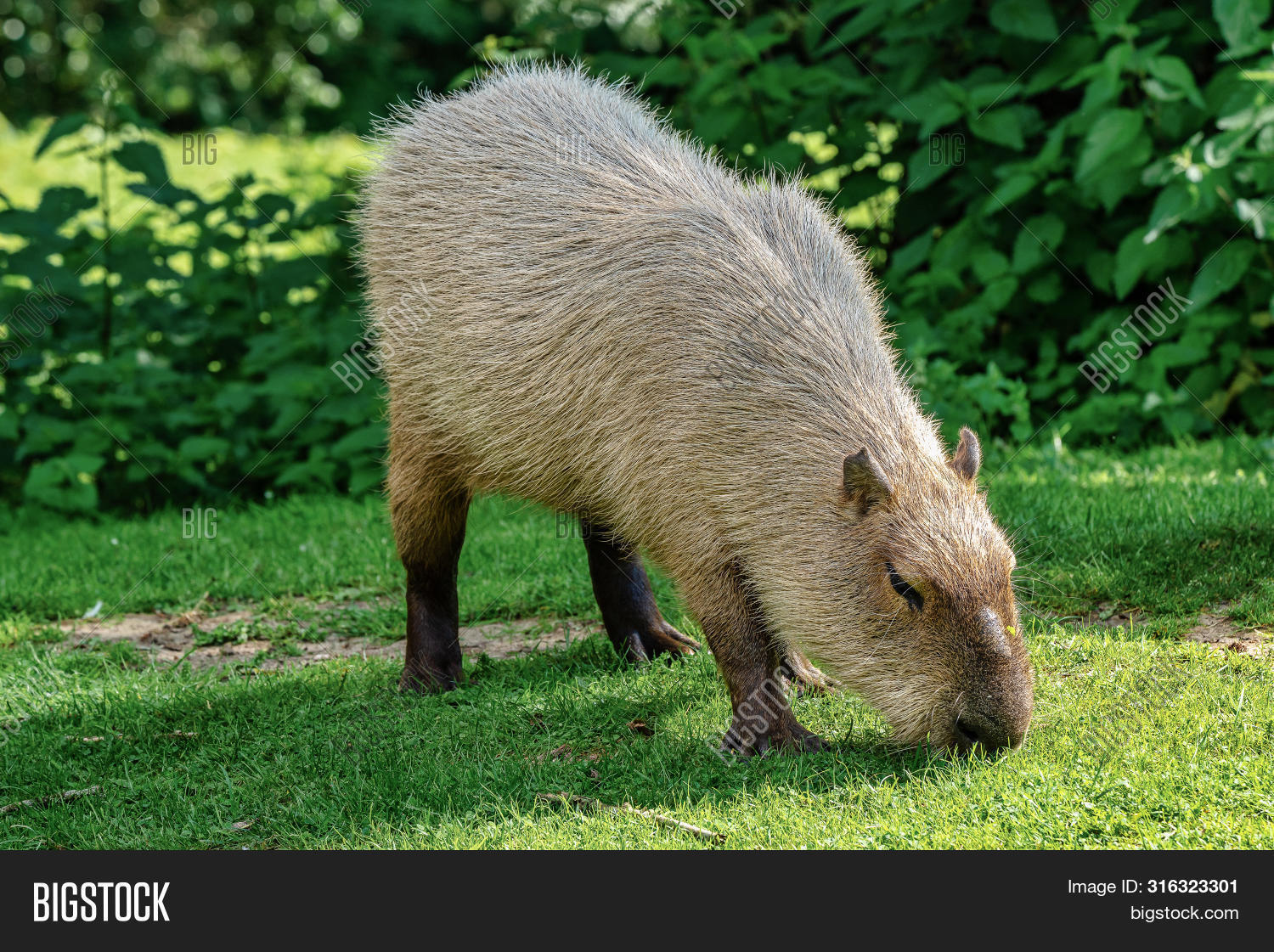 Capybara, Hydrochoerus Image & Photo (Free Trial) | Bigstock