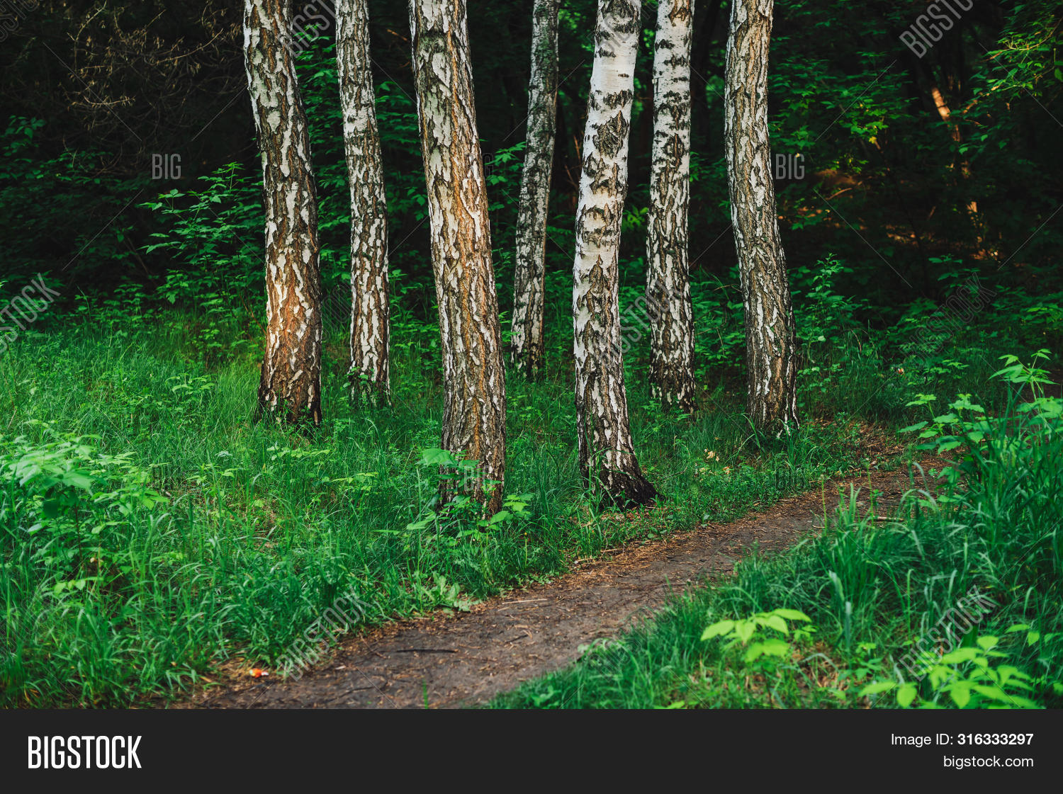 Several Parallel Birch Image & Photo (Free Trial) | Bigstock